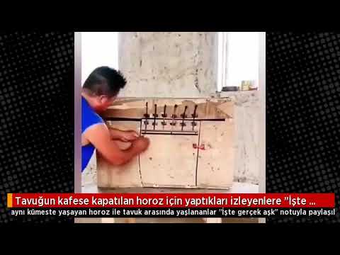 Horoz kafese kapatıldı, tavuk bakın ne yaptı! İşte gerçek aşk...