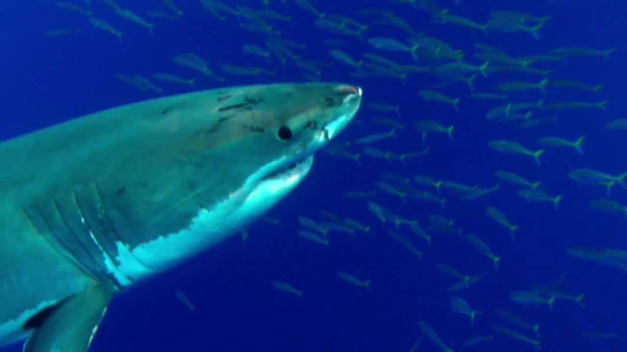 Shark Weekend - Great White Shark - YouTube