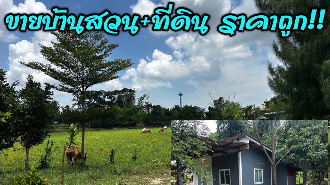 #ขายบ้านสวน+ที่ดิน(Ep.076) บ้านพร้อมที่ดินขนาด7-2-62ไร่ จังหวัด นครราชสีมา - YouTube