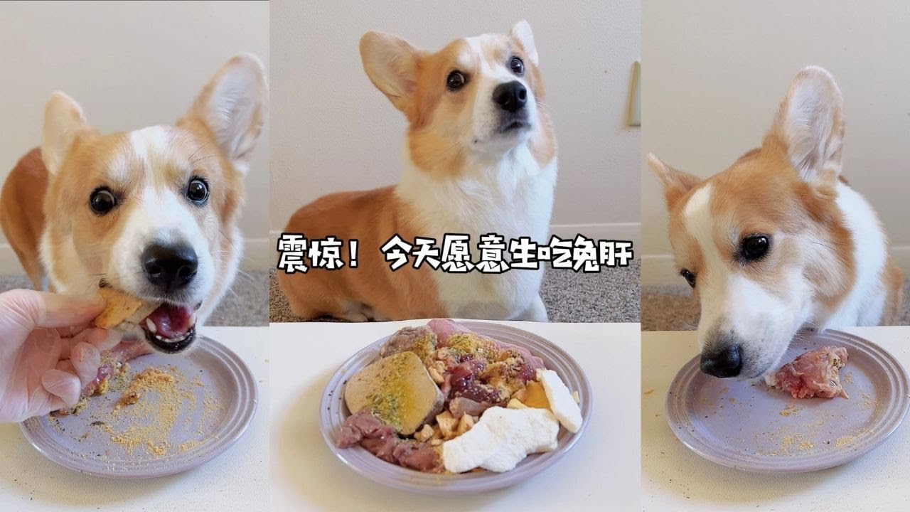 Corgi's Raw Feeding Meal | The Dog Eating Raw Rabbit Liver! - YouTube