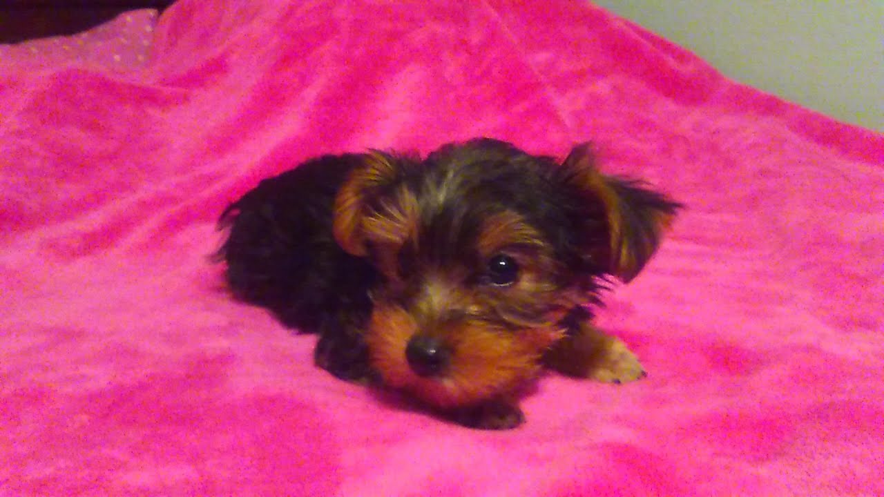 TOP 10 CUTEST YORKIE PUPPY OF ALL TIME PLAYS WITH EXOTIC BLUE MINIATURE ...
