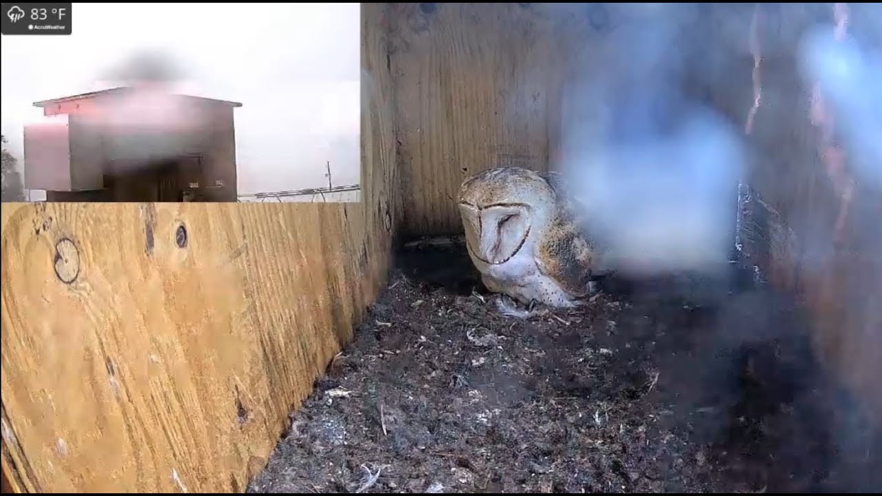 Boom, Owl, Thunderstruck! Barn owl looks up after lightning and thunder ...