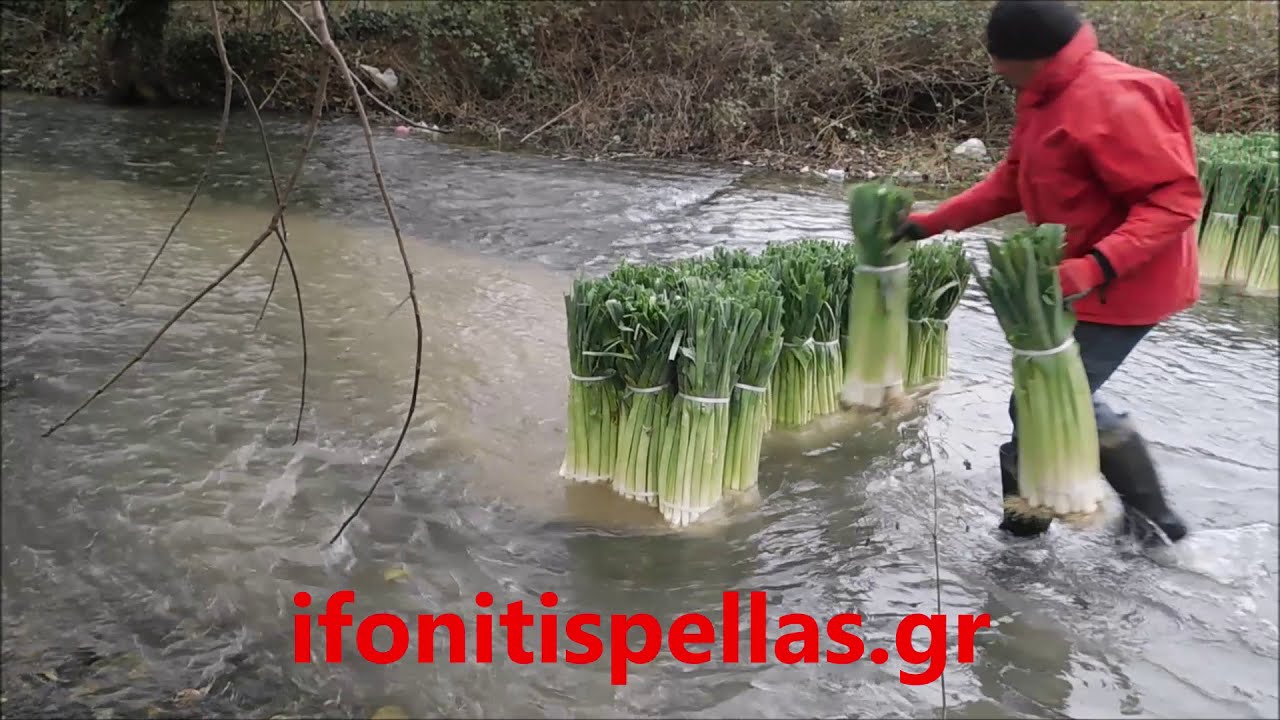 Τ.Κ ΔΩΡΟΘΕΑ ΠΕΛΛΑΣ 16 01 2021 ΠΡΑΣΣΑ ΣΤΟ ΠΟΤΑΜΙ - YouTube