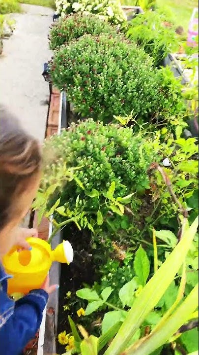 Sophia watering our plants🤪10/9/2022 - YouTube