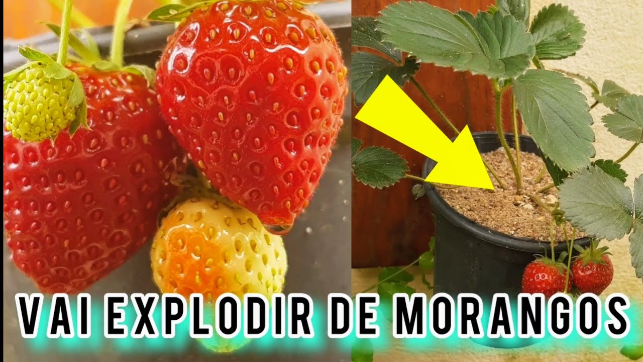 nunca mais seus morangueiros vai secar.com essa dica facil,explosão de ...