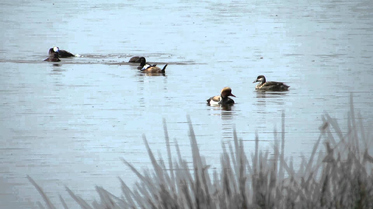 Birds of Morocco: White-headed Duck بط شوال - YouTube