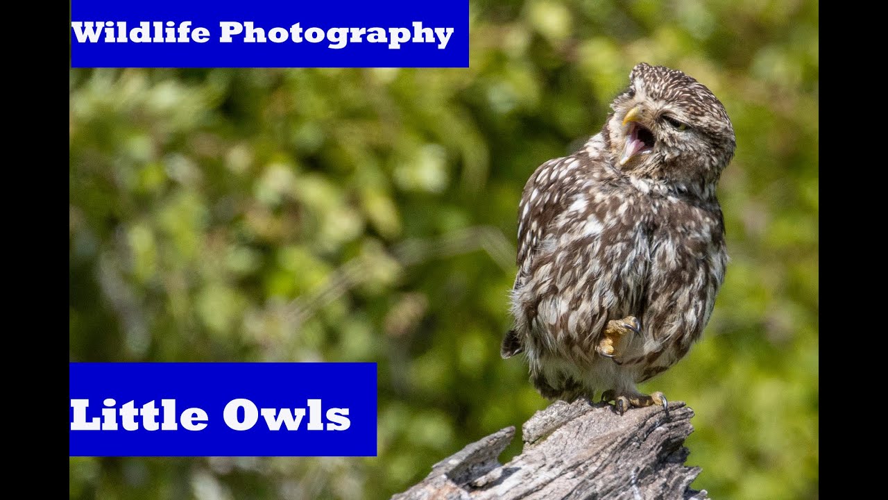 Wildlife Photography : How to find and photograph Little Owls - YouTube