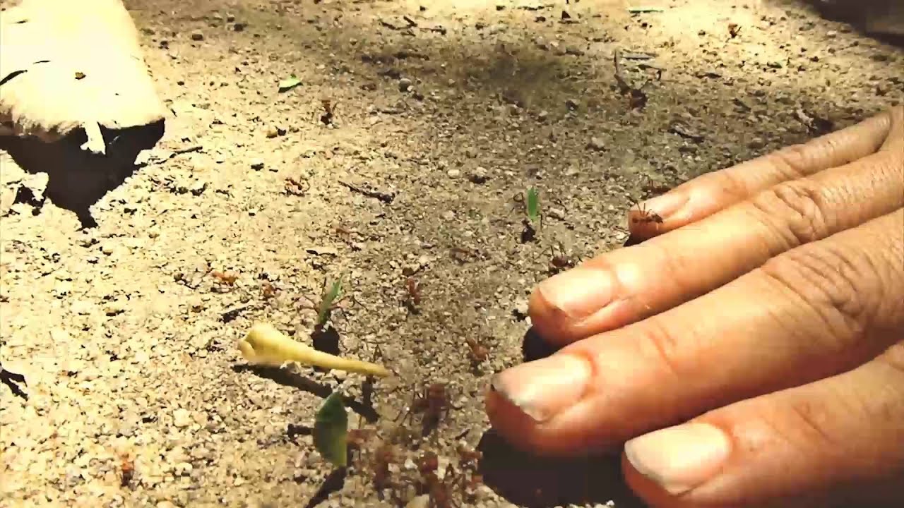 #13698 Hands of people with ants passing over [Effect], Animals ...