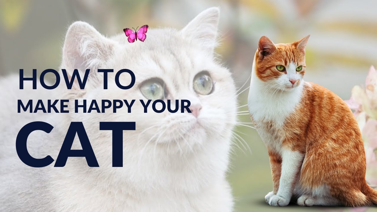 Beautiful animals Videos of cats 2 | Compilation Cute moment of the ...