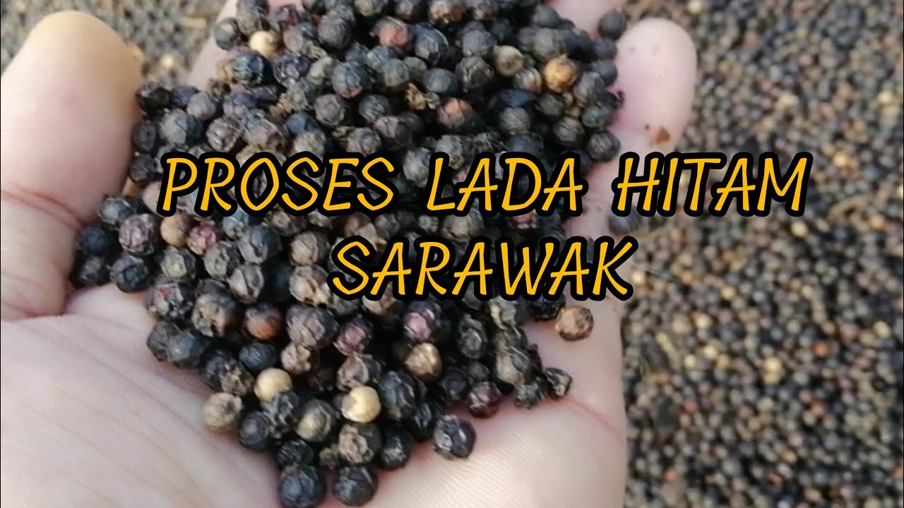 PROSES LADA HITAM SARAWAK #gardening - YouTube