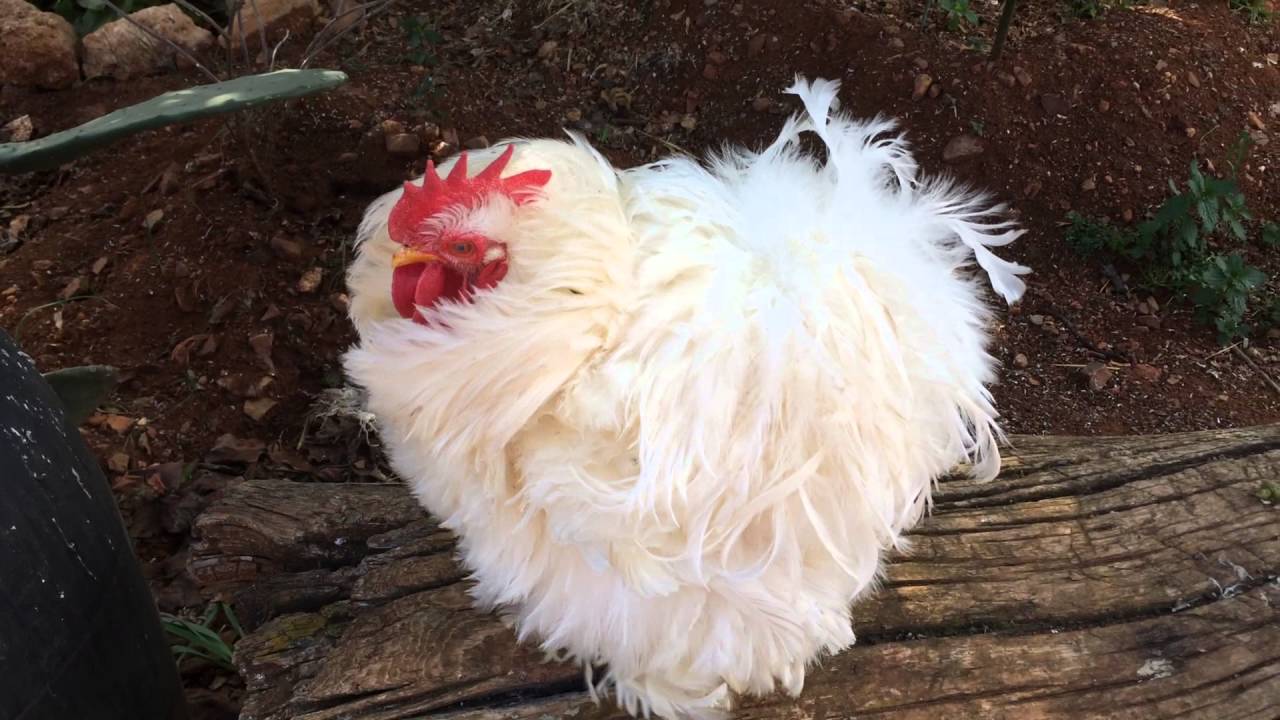 GALLO PEKIN RIZADO BLANCO - YouTube