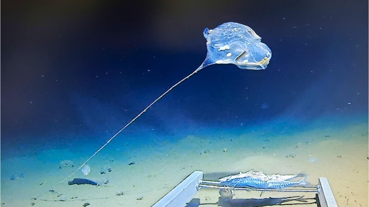 Java Deep: New Marine Life Discovered Four Miles Below Surface of ...