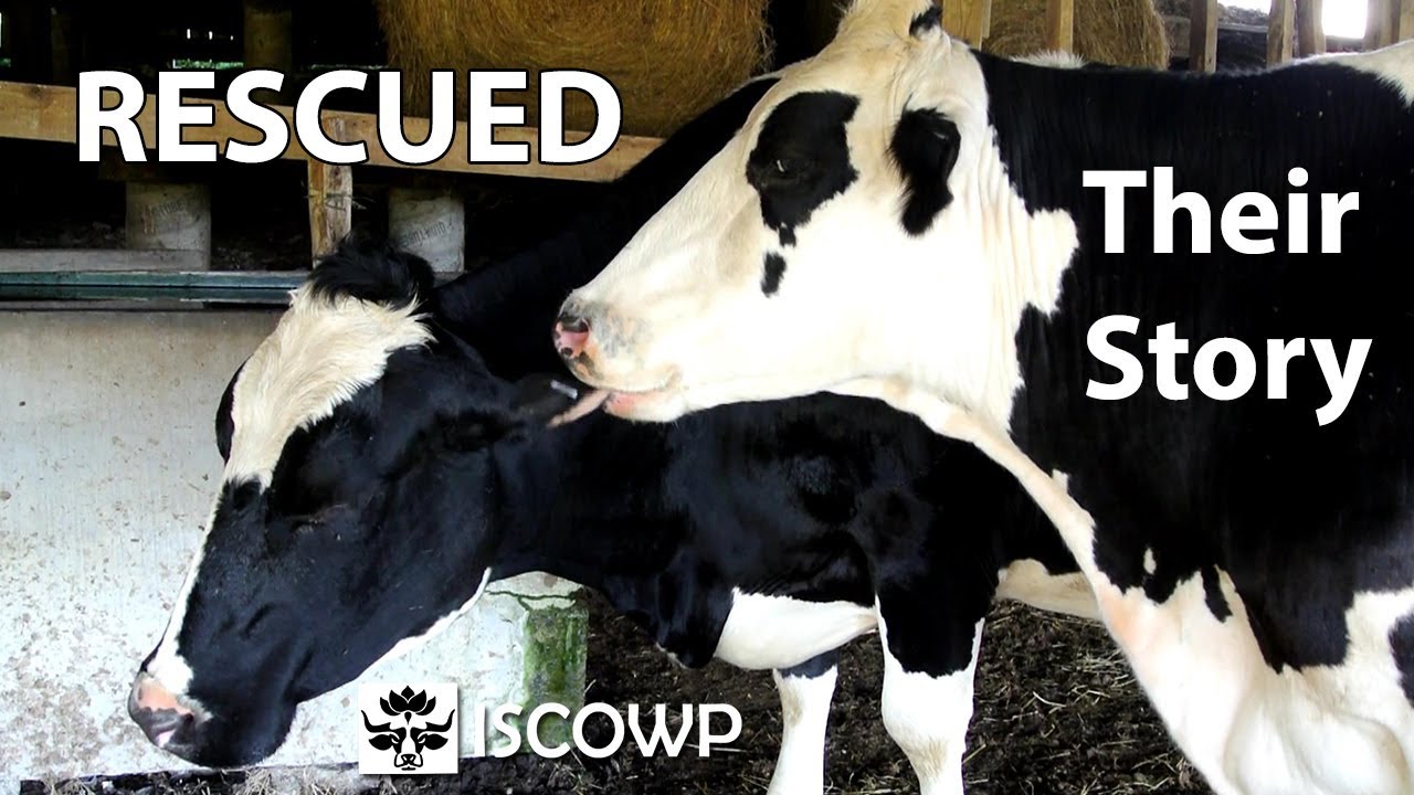 Three Rescued Cows, Their Stories - YouTube