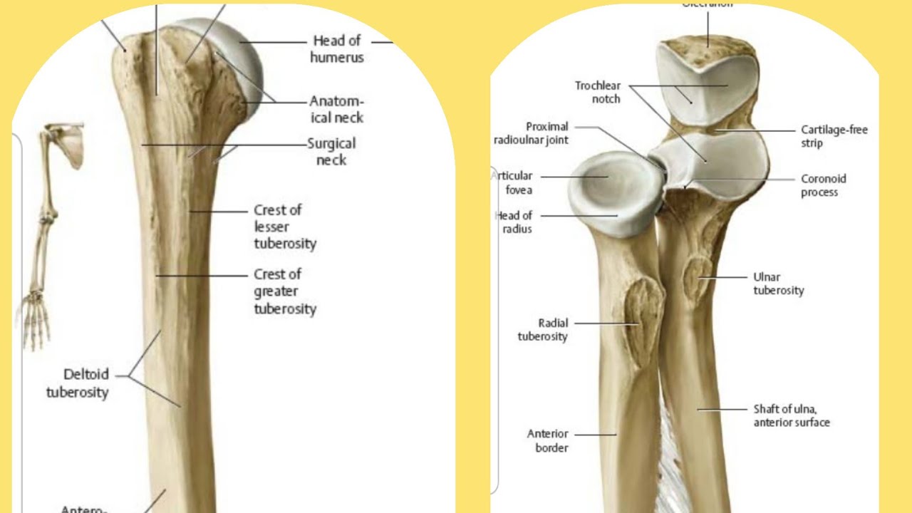 humerus,radius and ulna - YouTube
