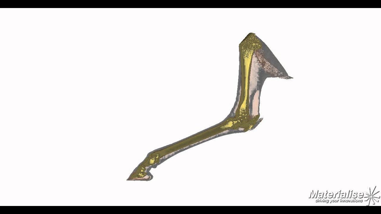 3D reconstruction of giraffe right hindlimb from CT scan data: simple ...