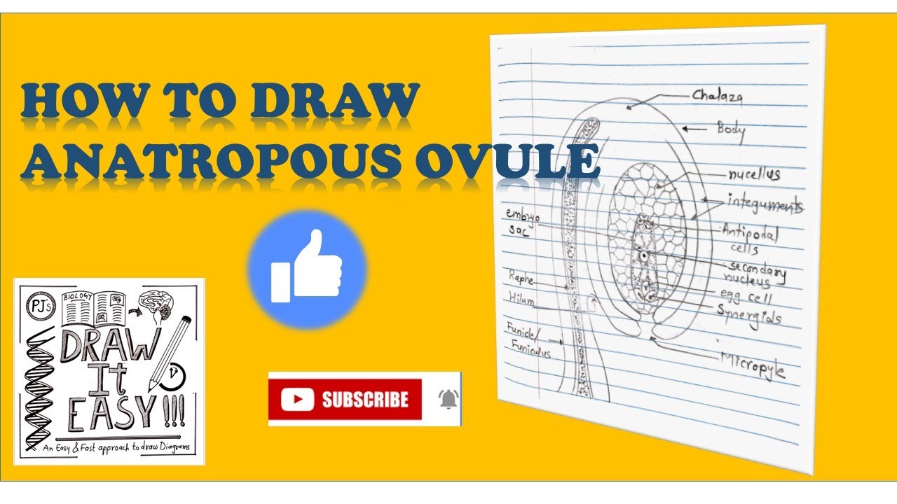 How to draw Anatropous ovule | Class 12 Biology Diagrams | Exam Guide ...