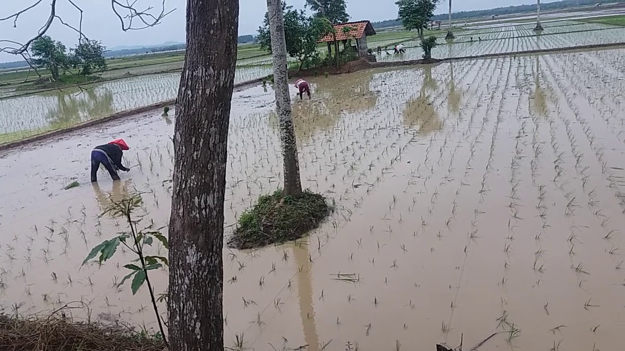 Proses penanaman padi - YouTube