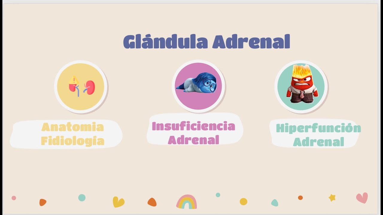 Glándula Adrenal – Embriología, Anatomía, Bioquímica, Conn, y Crisis ...