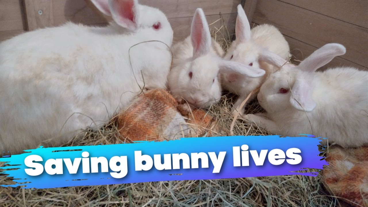 RESCUING LISMORE FLOOD BUNNIES | Hopping to Hope - YouTube