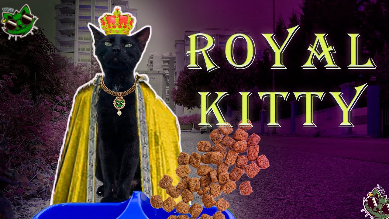 This cat is a real queen. - YouTube