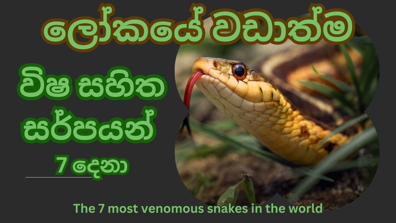 "The 7 Most Venomous Snakes in the World" - YouTube