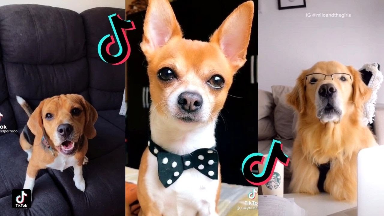 LOS PERROS DE TIK TOK || LOS MEJORES VIDEOS DE PERROS TIKTOKERS - YouTube