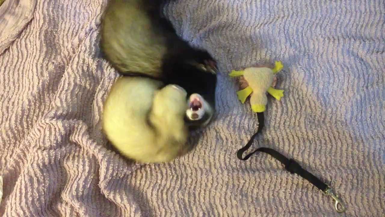 Ferrets fighting for a tissue pack - YouTube