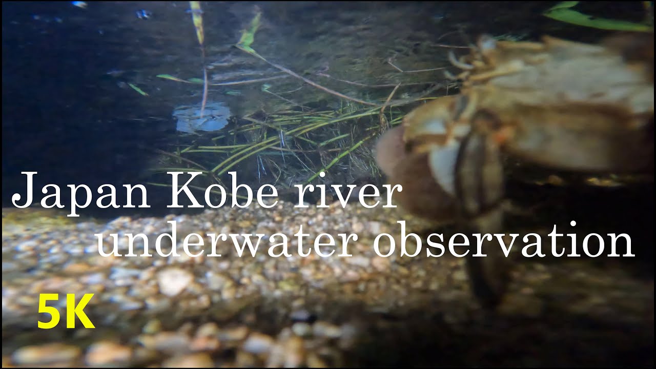 【5.3K】relax river underwater observation at night～夜の川・水中観察・睡眠導入～Japan ...