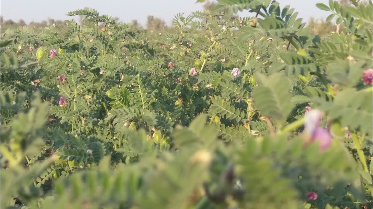 Wonderful Farming | Chane ka khet | Amazing Chickpea Farming ! ! - YouTube