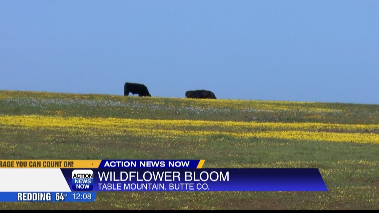 The Spring bloom is on the way at Table Mountain in Butte County - YouTube