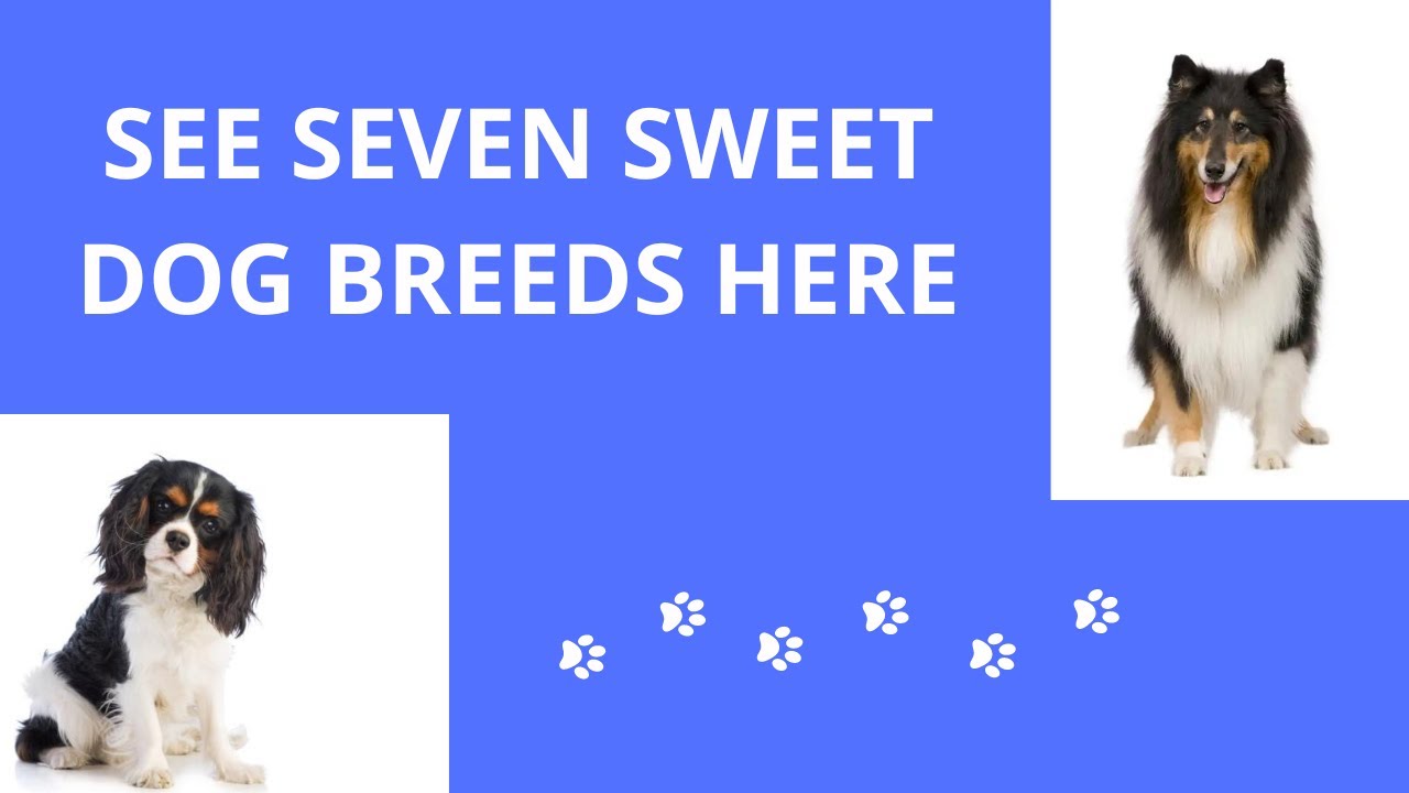 SEE SEVEN SWEET DOG BREEDS HERE - YouTube