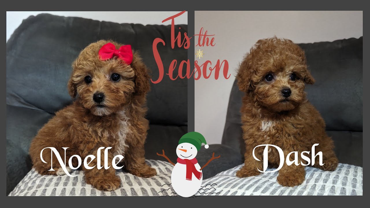 Toy Poodle Puppies from Sunset Valley Canines - YouTube