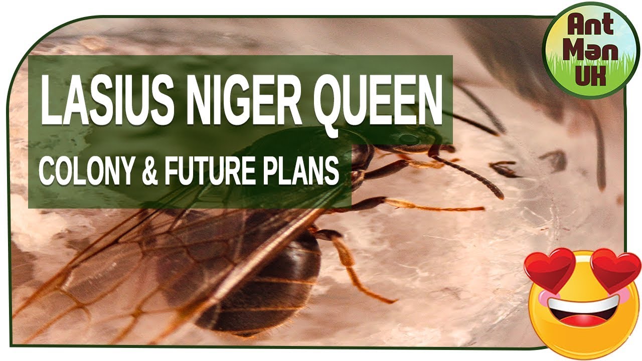Lasius Niger Queen Ant Colony and Future Plans 😍 ️ - YouTube