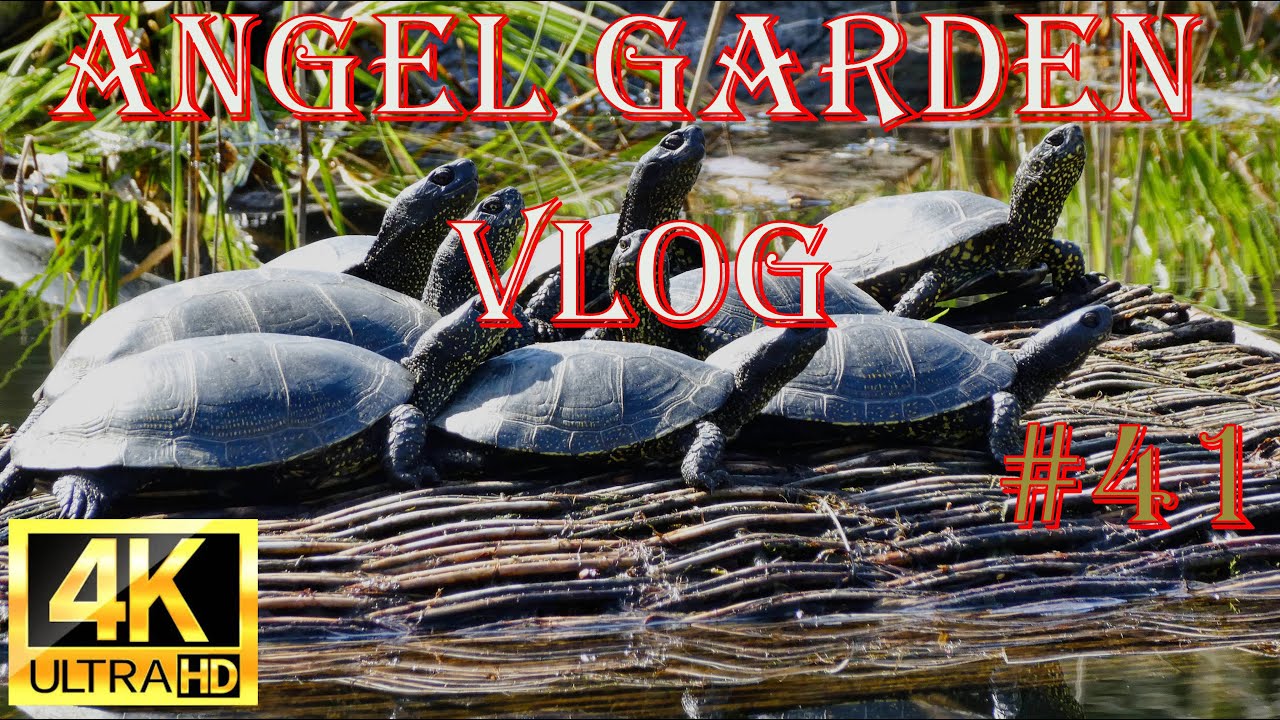 #41 Angel Garden Vlog - Beautiful Flower Garden 4K HDR Video- Turtles ...