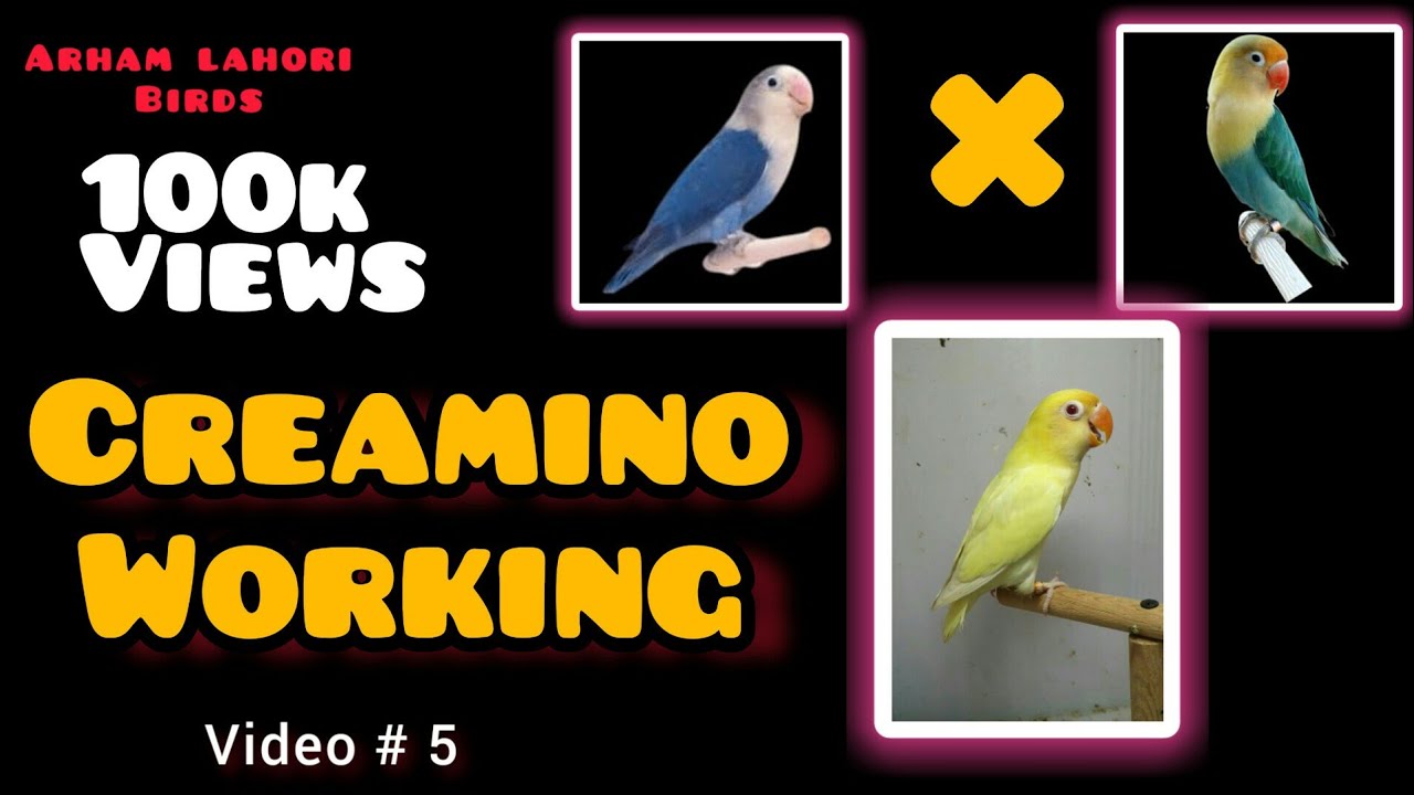 Blue fischeri split ino into parblue split ino || How to produce ...