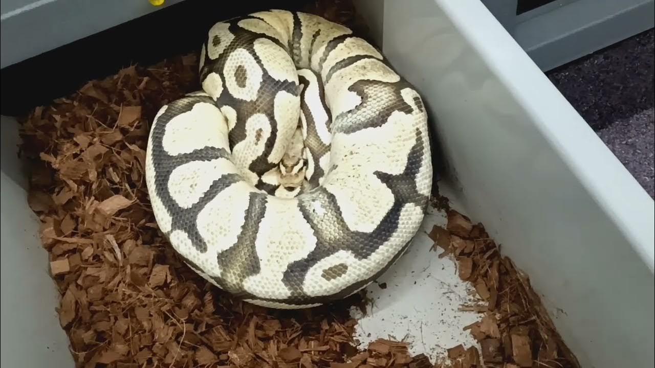 More Ball Python pairings doing the stuff 🐍 - YouTube