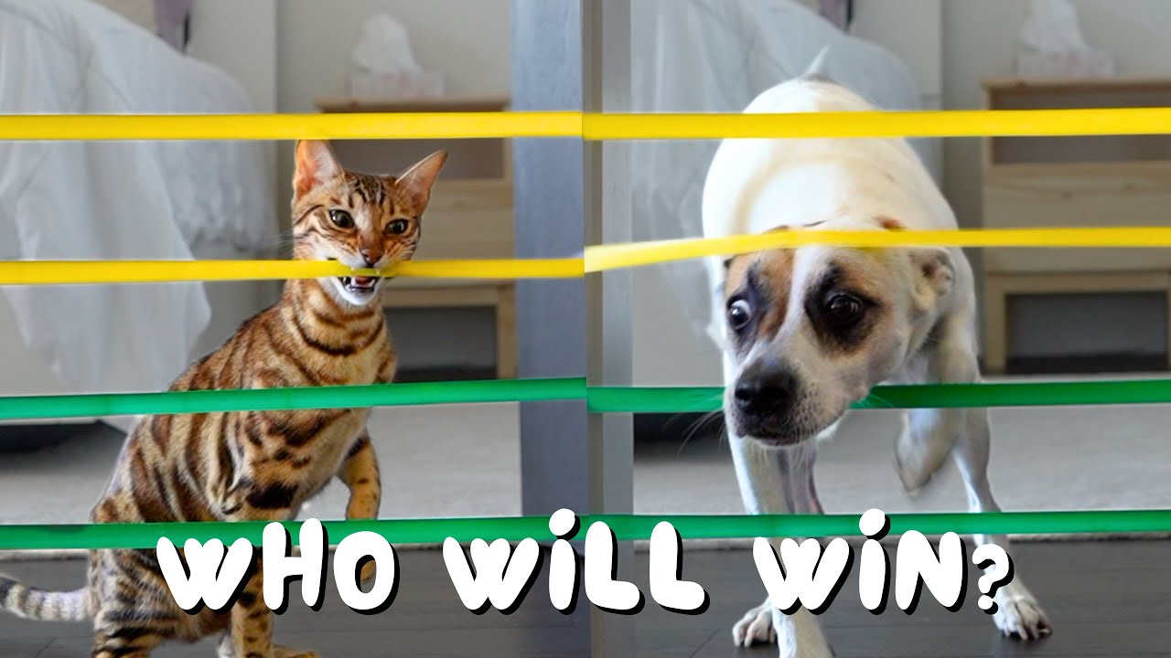 CAT vs DOG Challenges: The Pet Games 2024 - YouTube