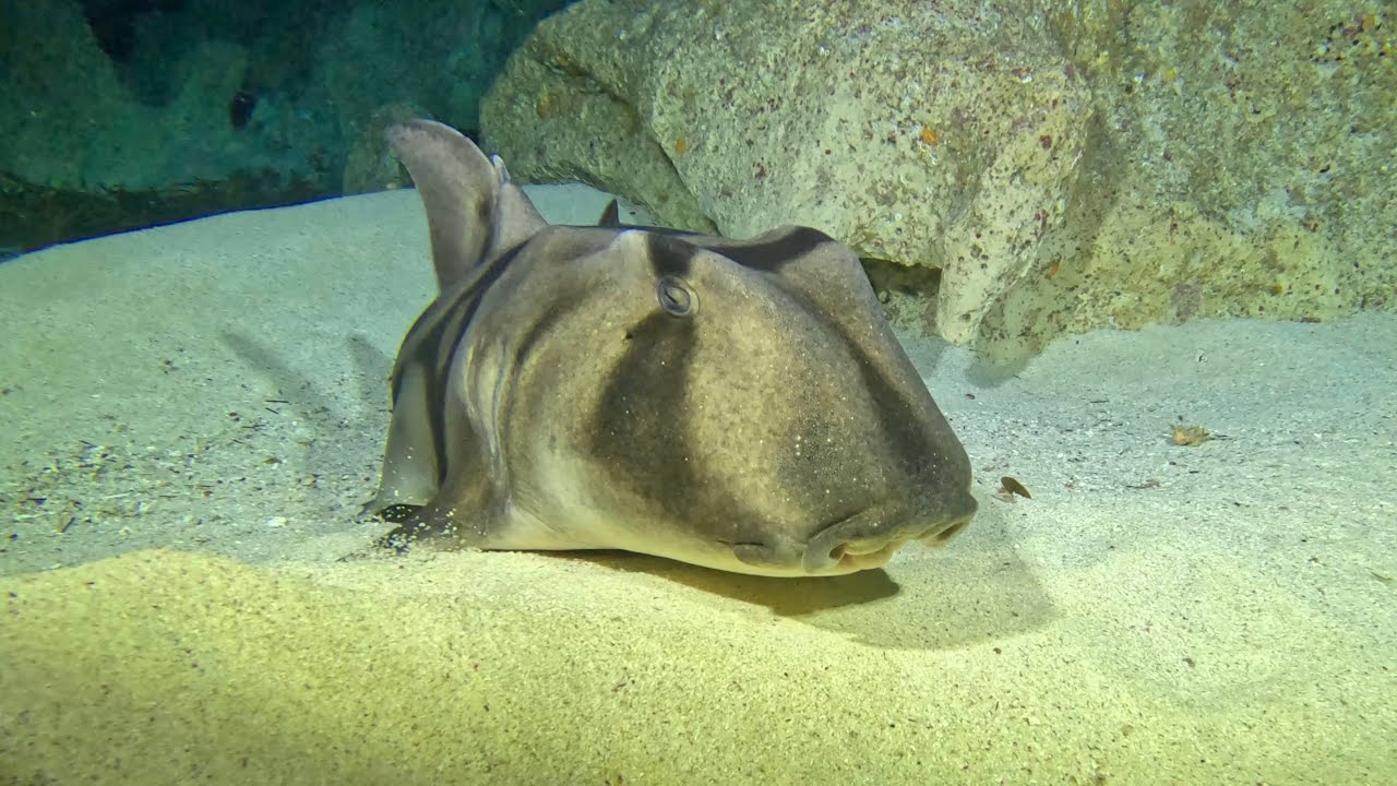 Celebrating another lap round the sun! Rottnest Island Mackeral Lumps ...