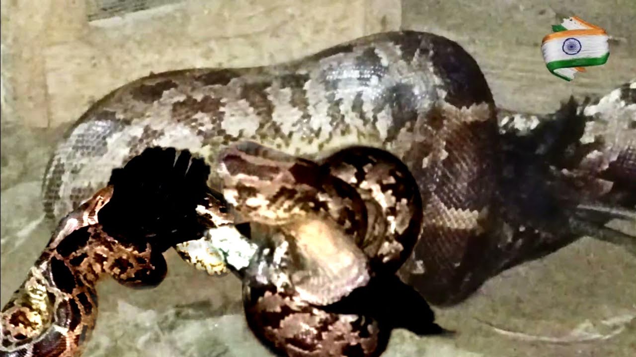 कैमरे में रिकॉर्ड हुआ अजगर की करतूत, जिंदा प्राणी को निगलता हुआ #rockpython - YouTube