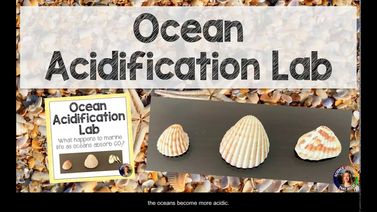 Ocean acidification lab - YouTube