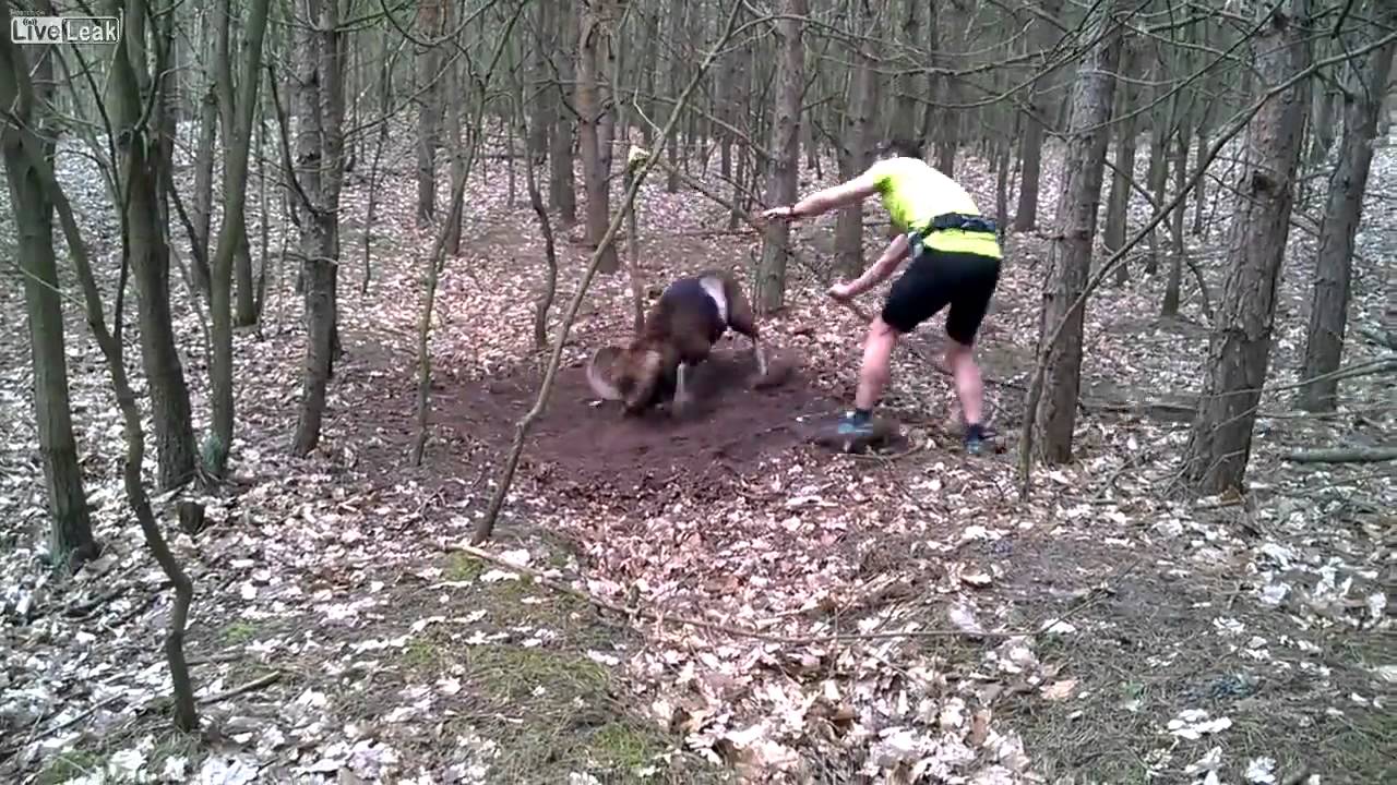 Feelgood: Trapped Mouflon (wild sheep) rescued by jogger - YouTube