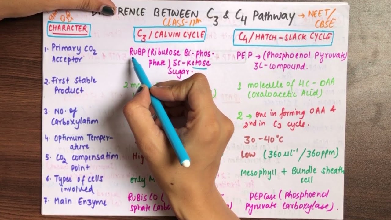 c3 and c4 Cycle in Photosynthesis EASIEST EXPLAINATION | FREE NEET ...
