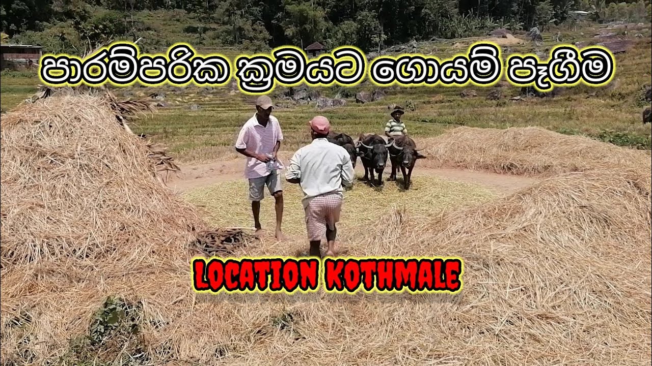 goyam pagima ගොයම් පෑගීම - YouTube