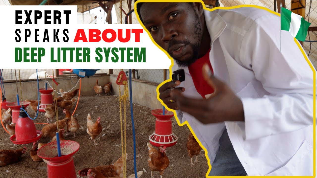 What They DON'T Tell You about The DEEP LITTER System in Layer Farming ...