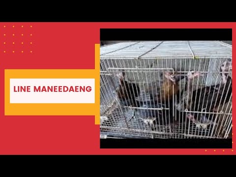 Line Maneedaeng