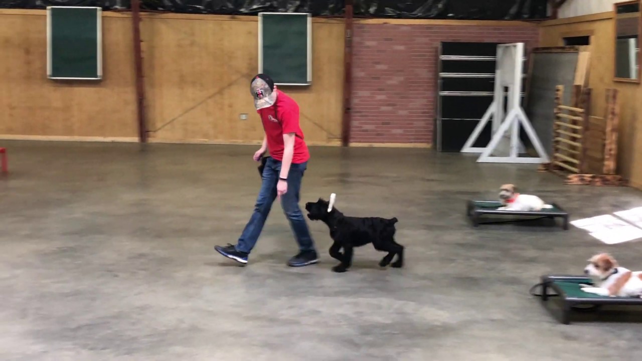 Super Star Giant Schnauzer Puppy "Carter" 15 Wk Home Raised Personal ...