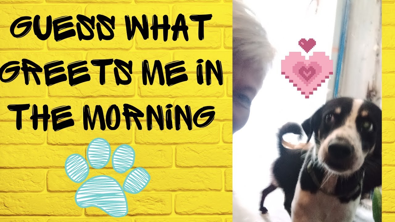 My lovely furry friends greet me in the morning. What a lovely way to ...