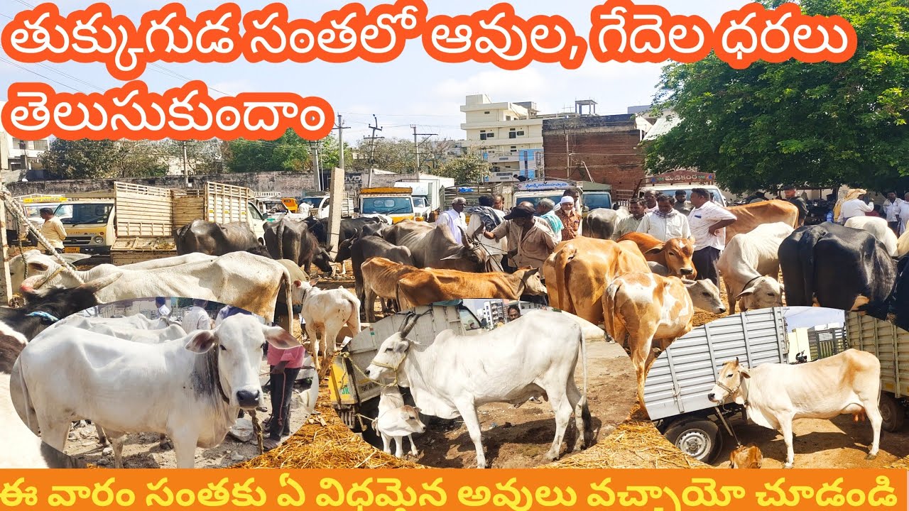 Thukkuguda buffalo market | తుక్కుగుడ సంతలో ఆవుల, గేదెల ధరలు May 1 ...