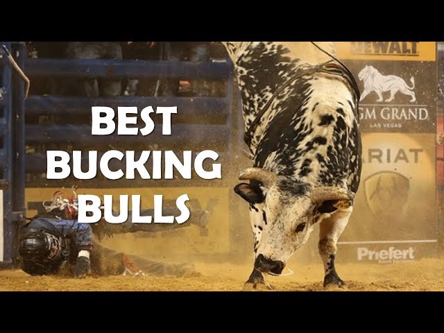 Top Bucking Bull Ever