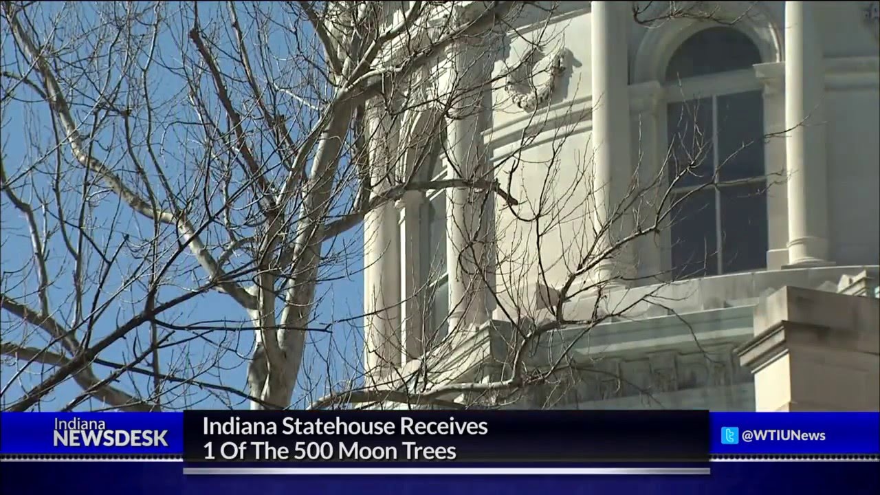 Learn The Mysterious Story Of Indiana's 'Moon Tree' - YouTube